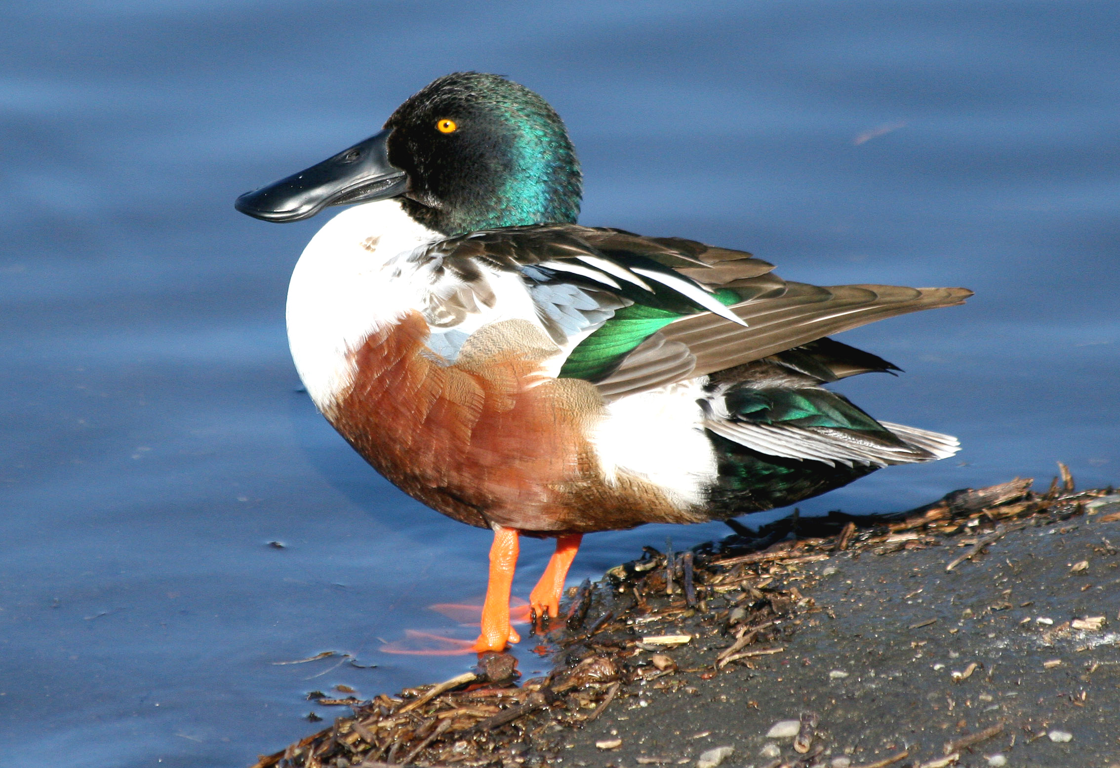 Northern Shoveler, Anas clypeata